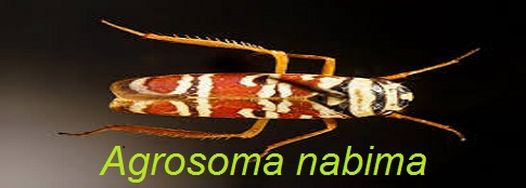 Logga in :: NaBiMa